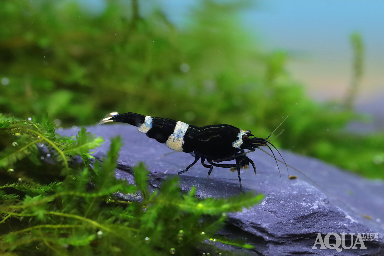 雑誌タイトルの付け方！専門誌タイトルを複数考案した編集者に聞く！ ｜ アクアライフブログ